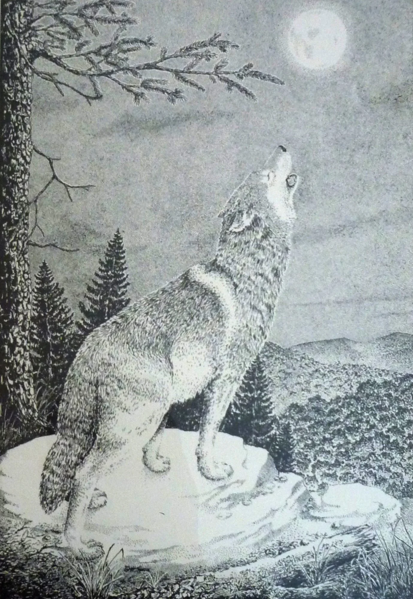 Wolf (Pen & Ink) - The Staddon FamilyThe Staddon Family