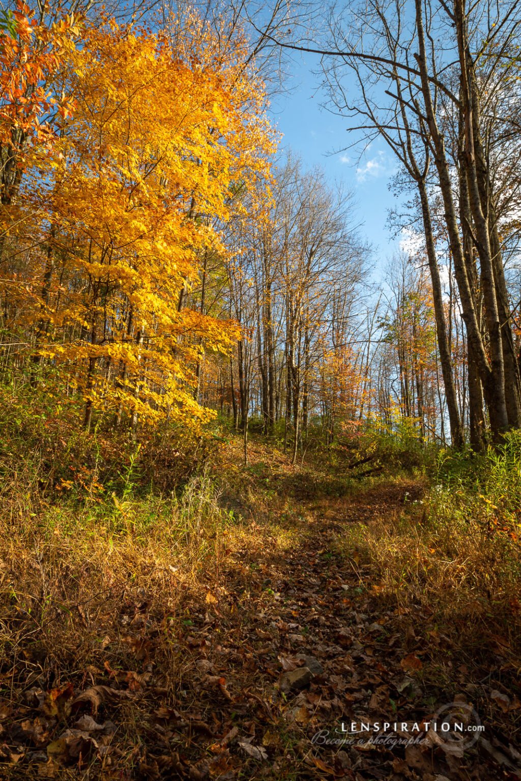 On Assignment: Autumn Artwork Reference Photo - The Staddon FamilyThe ...