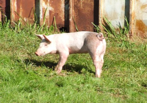 A Greased Pig Contest - The Staddon Family
